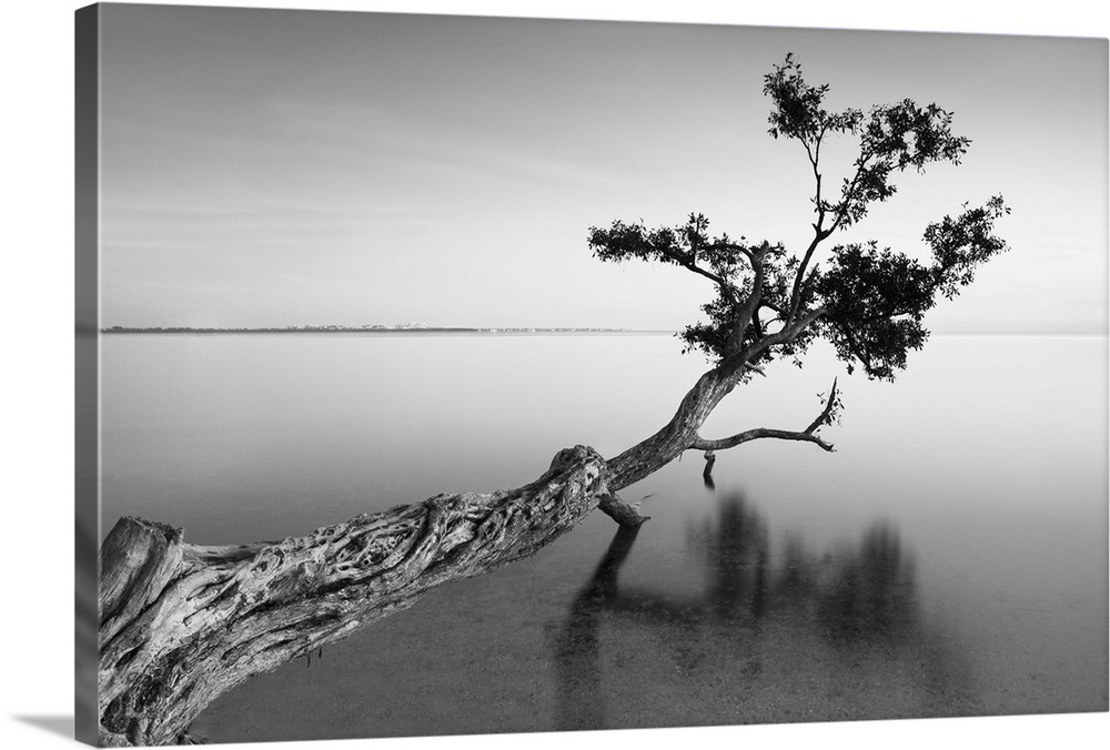 Water Tree II Wall Art, Canvas Prints, Framed Prints, Wall Peels ...