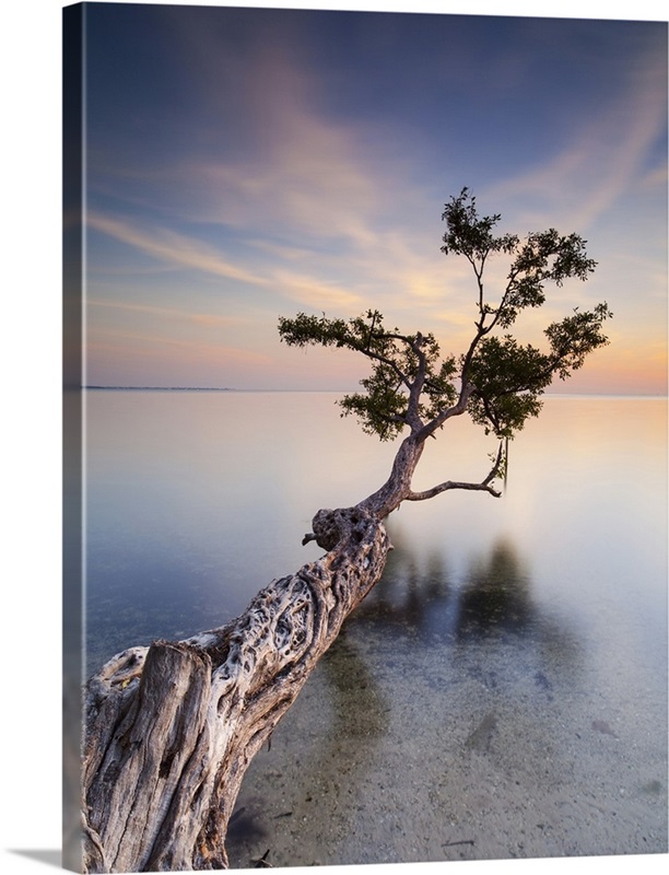 Water Tree III | Great Big Canvas