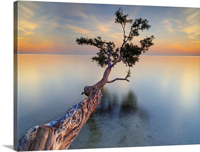 Water Tree VI | Great Big Canvas