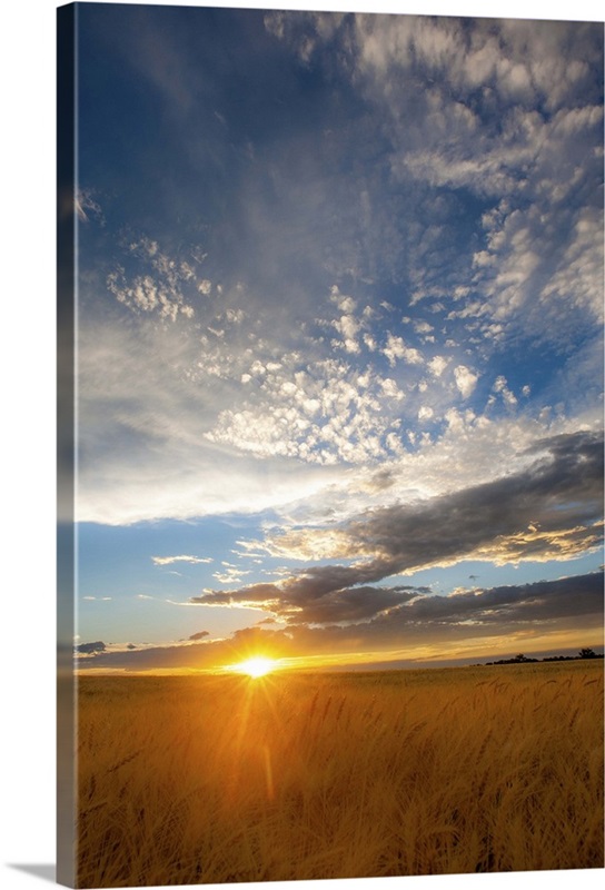 Wheat Field Sunset | Great Big Canvas