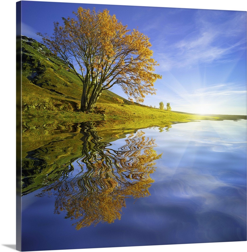Yellow Tree Reflection Wall Art, Canvas Prints, Framed Prints, Wall ...