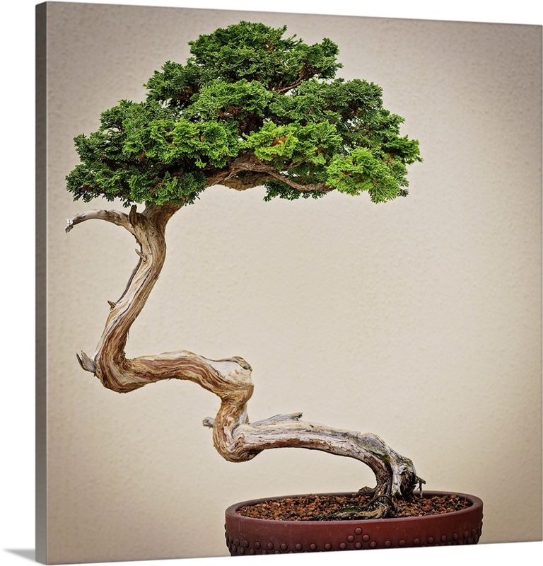 Bonsai Tree | Great Big Canvas