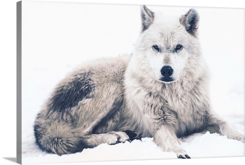 Arctic Wolf Wall Art, Canvas Prints, Framed Prints, Wall Peels | Great ...