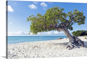 Divi divi tree on Aruba beach Wall Art, Canvas Prints, Framed Prints ...