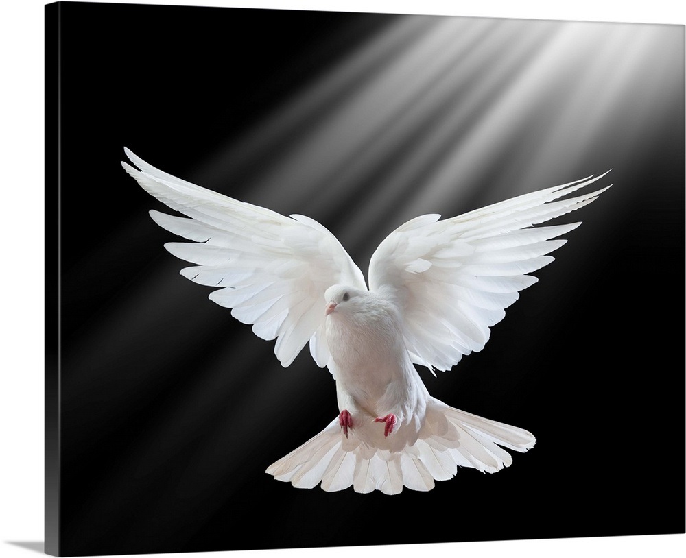 Dove In Flight Wall Art, Canvas Prints, Framed Prints, Wall Peels ...