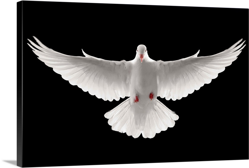 Flying Dove Wall Art, Canvas Prints, Framed Prints, Wall Peels | Great ...