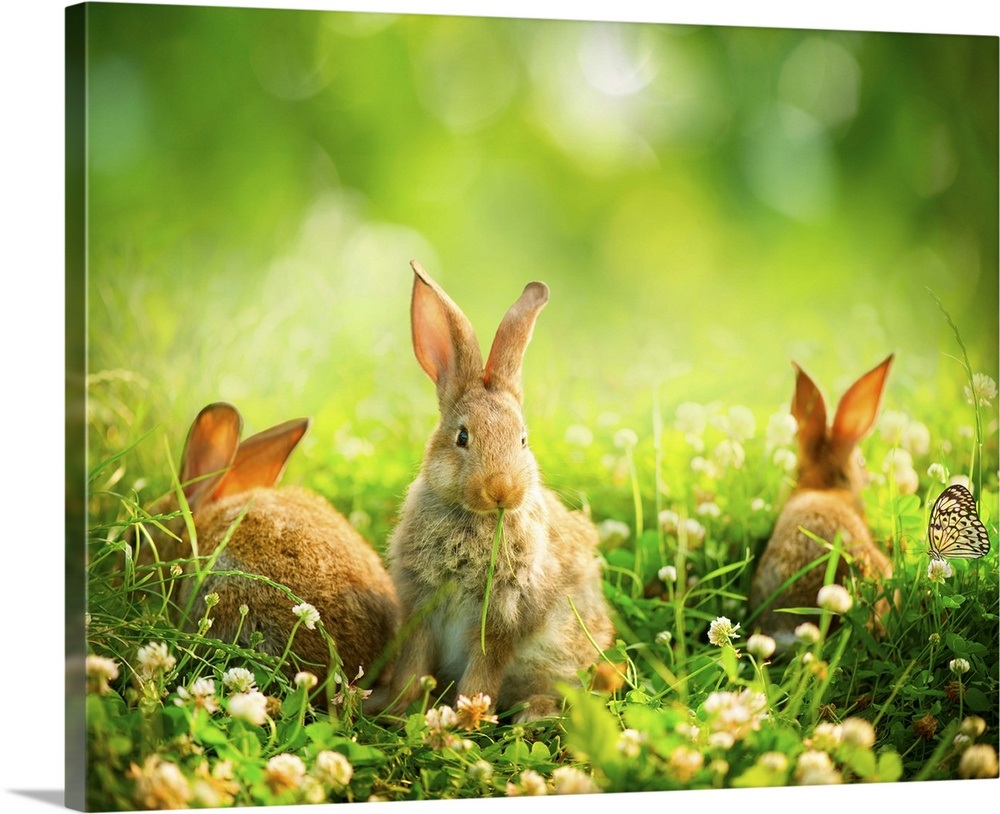Rabbits in spring meadow Wall Art, Canvas Prints, Framed Prints, Wall ...