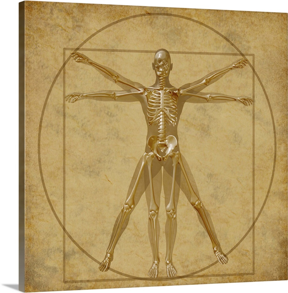 Vitruvian Skeleton Wall Art, Canvas Prints, Framed Prints, Wall Peels ...
