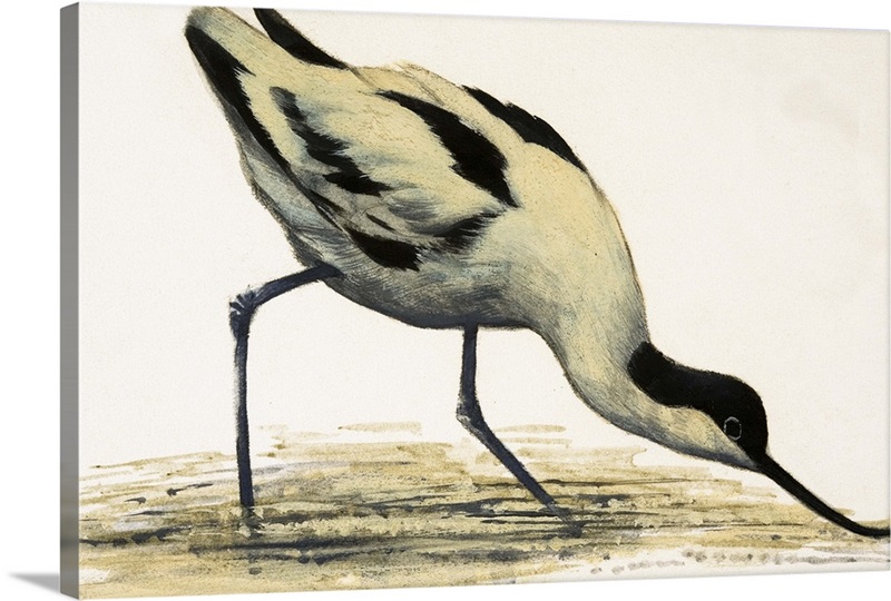 Avocet | Great Big Canvas
