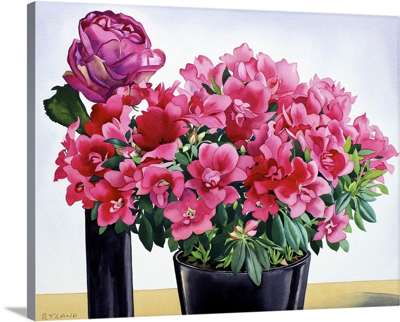 Azalea Rose | Great Big Canvas