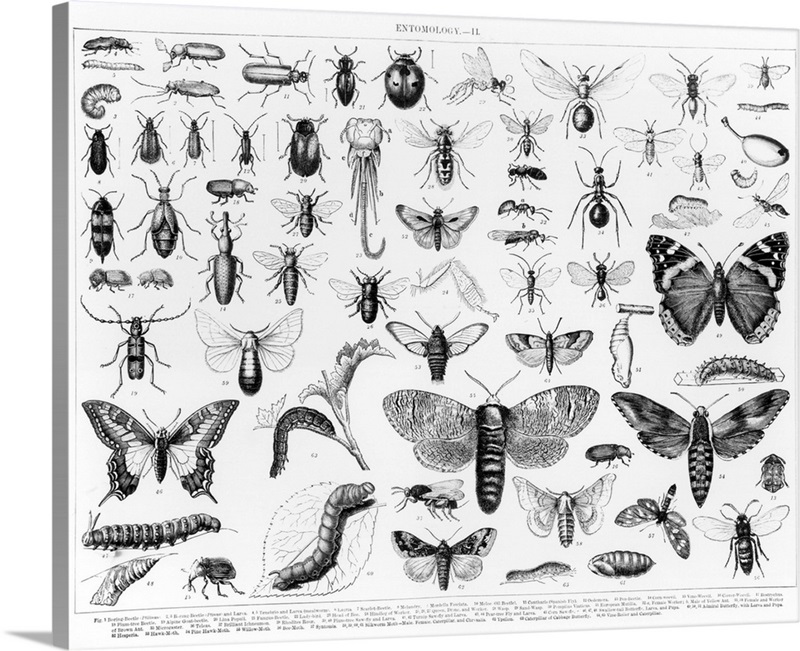 Entomology | Great Big Canvas