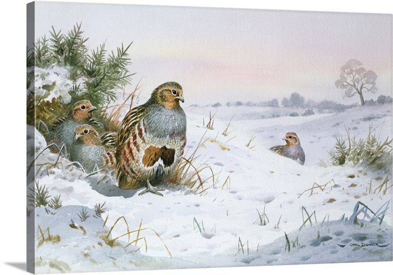 Grey Partridge | Great Big Canvas