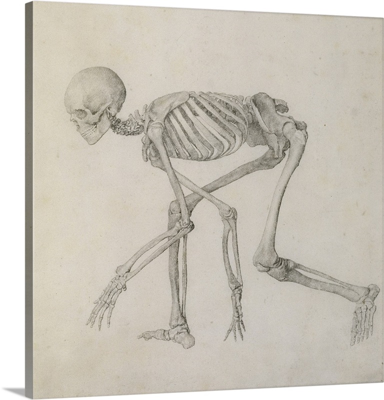 Human Skeleton: Lateral view in Crouching Posture | Great Big Canvas