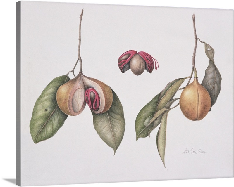 Nutmeg | Great Big Canvas