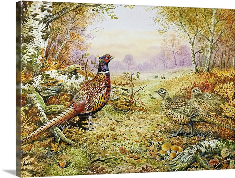 Pheasants in Woodland | Great Big Canvas
