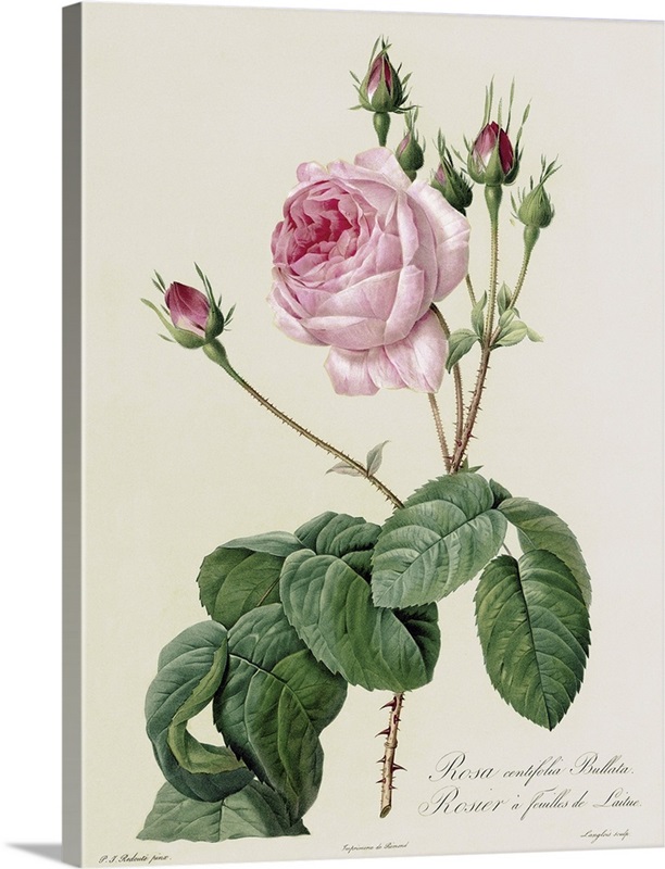Rosa Centifolia Bullata, from Les Roses, 19th century | Great Big Canvas