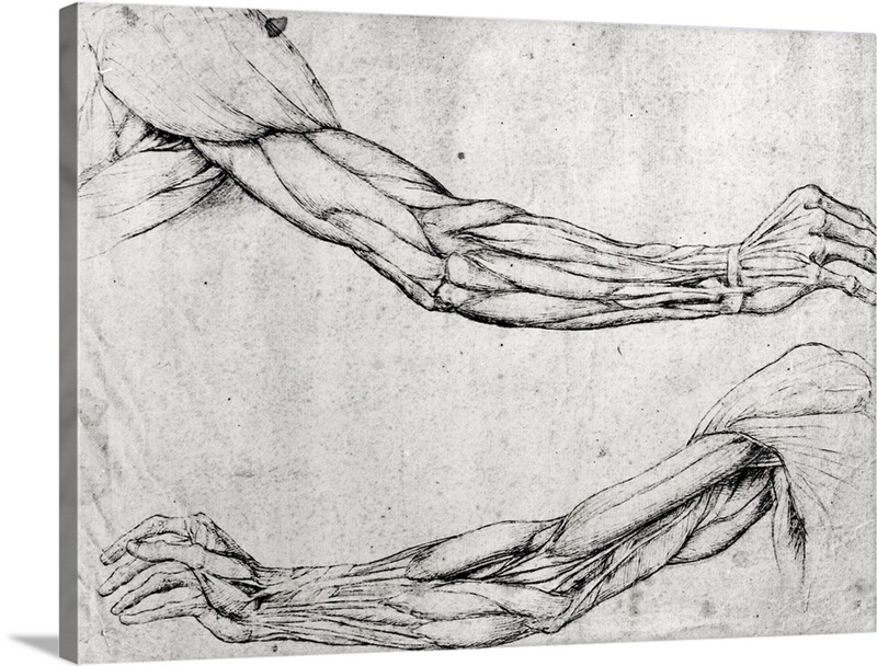 Study of Arms | Great Big Canvas