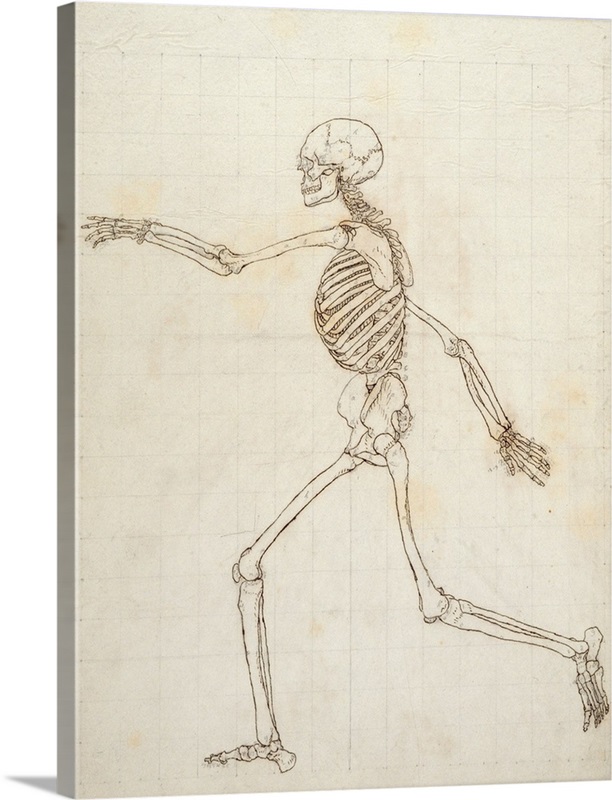 Study of the Human Figure, Lateral View | Great Big Canvas