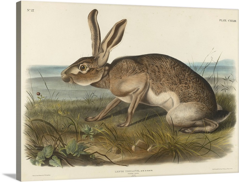 Texian Hare, 1848 Wall Art, Canvas Prints, Framed Prints, Wall Peels ...