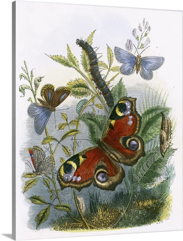 The Butterfly Vivarium | Great Big Canvas