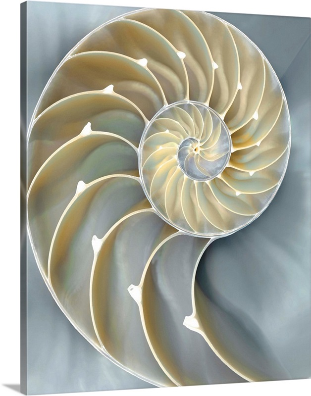 Nautilus in Blue I | Great Big Canvas