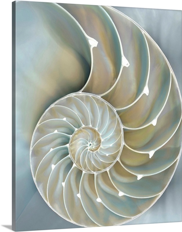 Nautilus in Blue II | Great Big Canvas