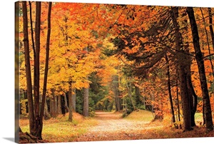 Autumn Walk Wall Art, Canvas Prints, Framed Prints, Wall Peels | Great ...