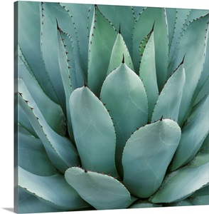 Agave Plant Wall Art, Canvas Prints, Framed Prints, Wall Peels | Great ...