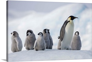 Emperor Penguins In Antarctica Wall Art, Canvas Prints, Framed Prints ...