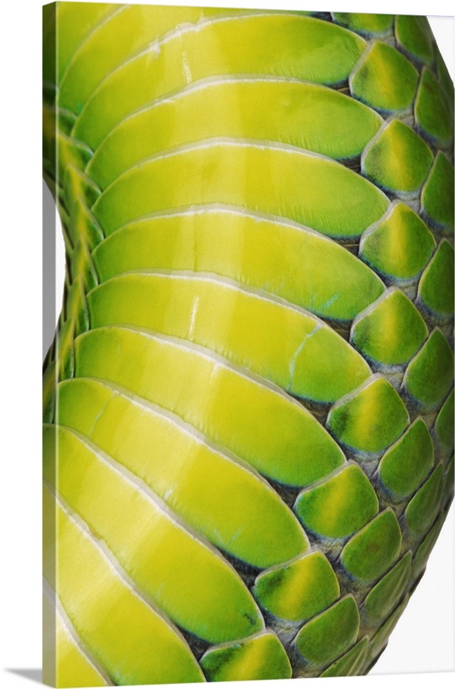 Green Snake Scales Wall Art, Canvas Prints, Framed Prints, Wall Peels ...