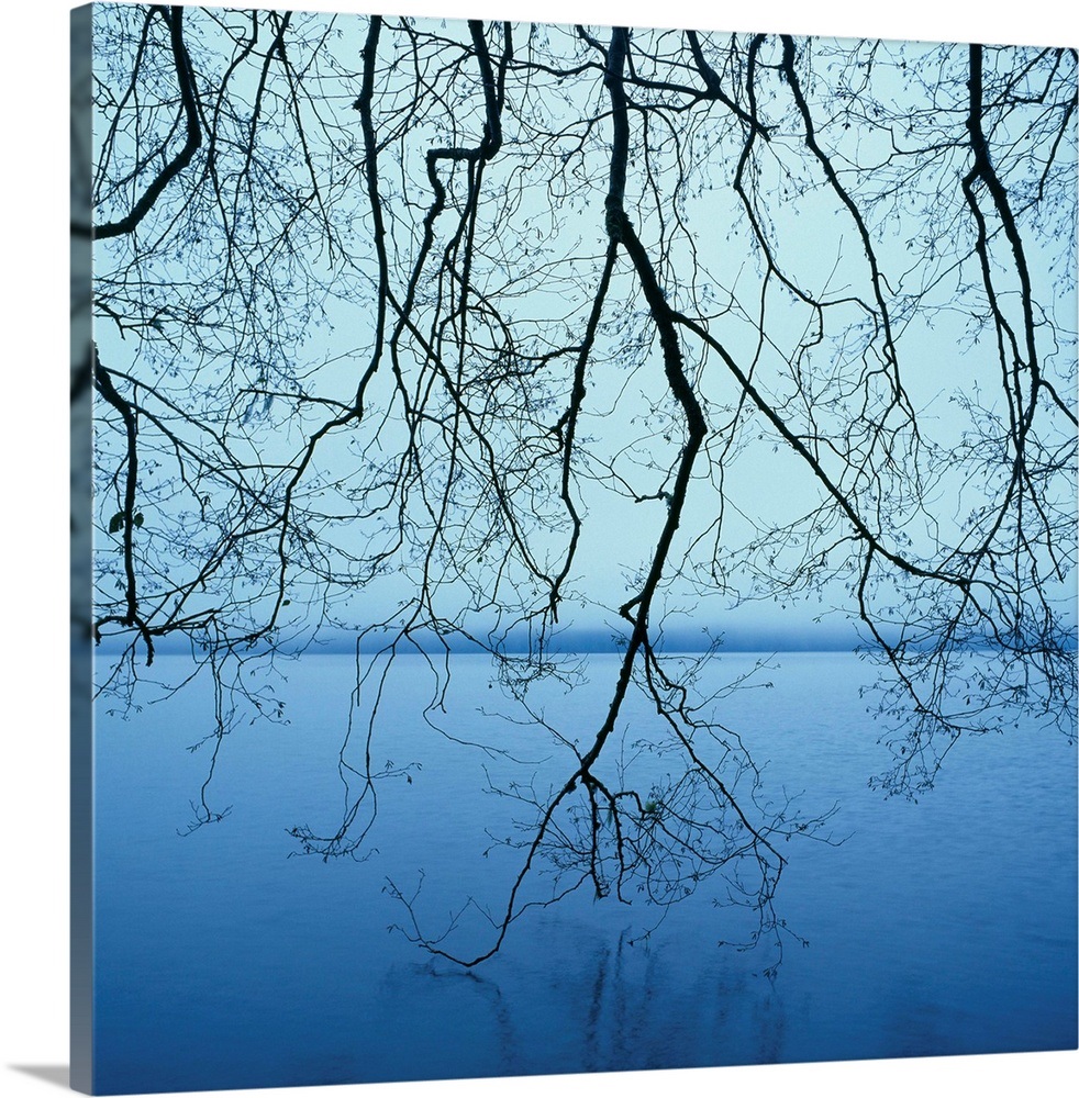 Tree Branch Over Lake Wall Art, Canvas Prints, Framed Prints, Wall ...