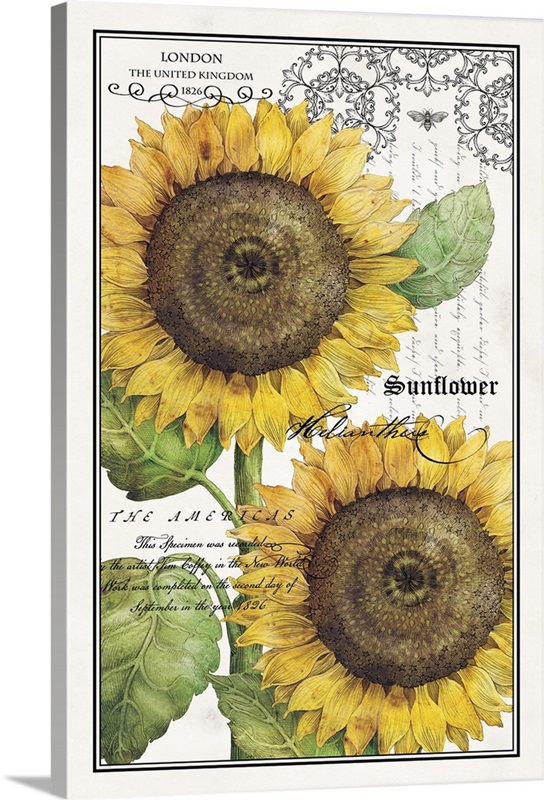 Botanical Sunflower | Great Big Canvas