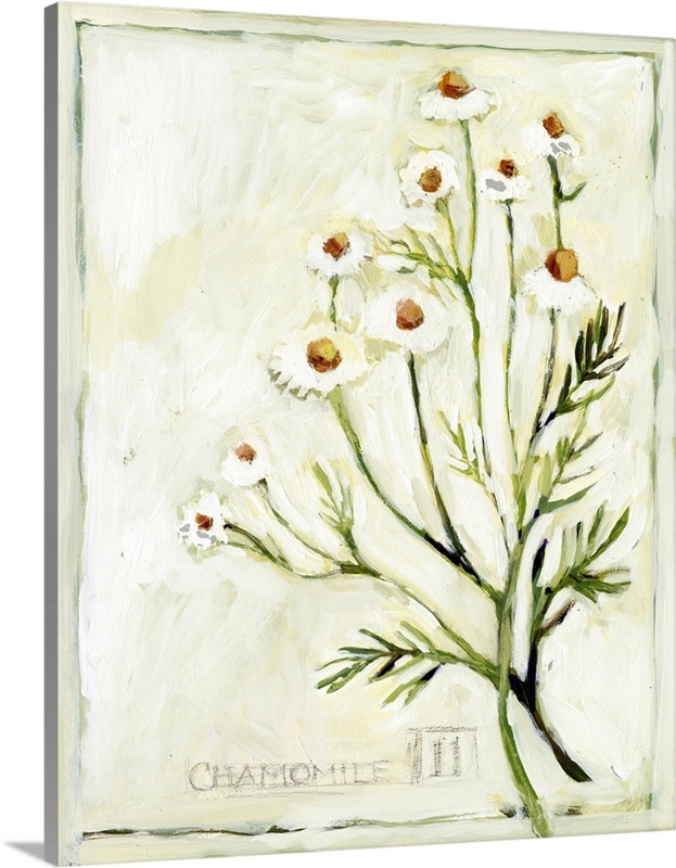 Chamomile Sprig | Great Big Canvas