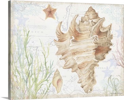 Shells Wall Art & Canvas Prints | Shells Panoramic Photos, Posters ...