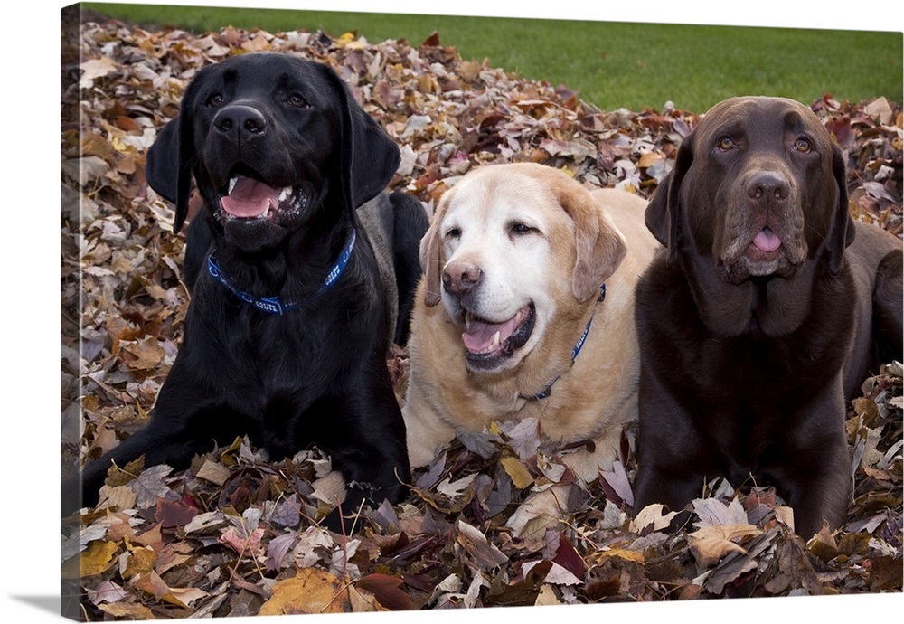 A black, yellow, and chocolate Labrador retriever dog trio in a pile of ...