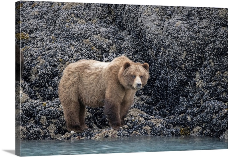 A Brown Bear Looking For Food At Low Tide, Muir Inlet, Glacier Bay ...