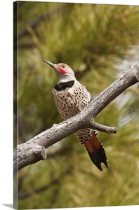 A Northern Flicker Wall Art, Canvas Prints, Framed Prints, Wall Peels ...
