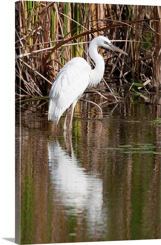 A rare great white heron in southern Florida | Great Big Canvas