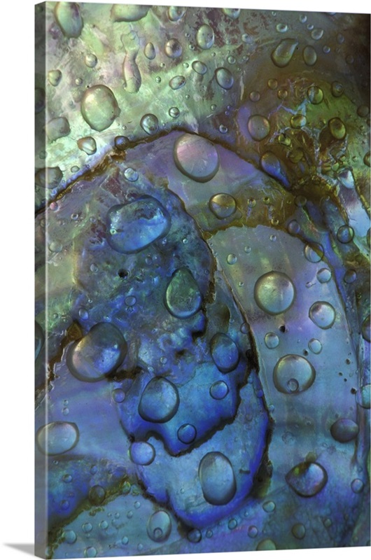 Abalone shell with water drops | Great Big Canvas