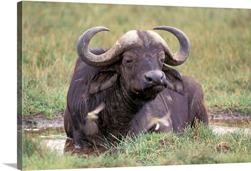 Africa, Safari, Water Buffalo | Great Big Canvas