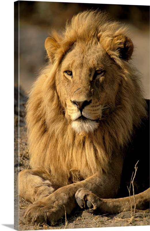 Africa, Sub-Saharan Africa. Lion | Great Big Canvas