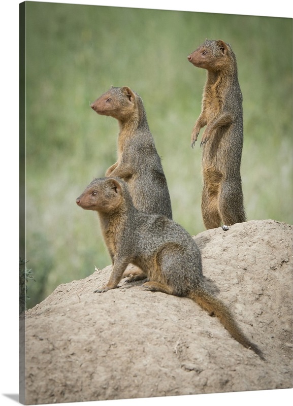 Africa, Tanzania, A Family Of Pygmy Mongoose Atop An Ant Hill In The ...