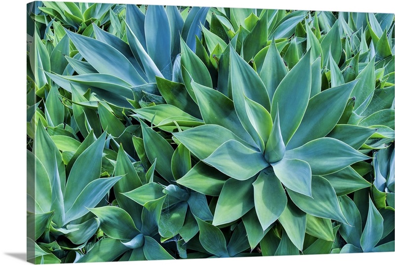 Agave Kula Botanical Gardens, Upcountry, Maui, Hawaii | Great Big Canvas