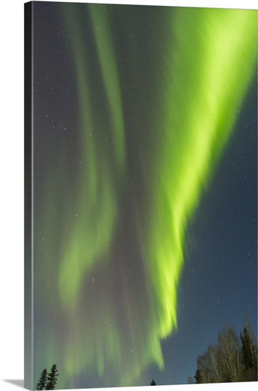 Alaska. Aurora borealis over forest | Great Big Canvas