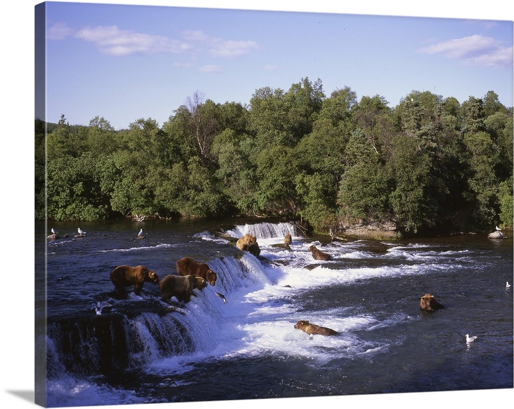 Alaska, Katmai National Park, Brooks Falls, Alaska brown bears feed on ...