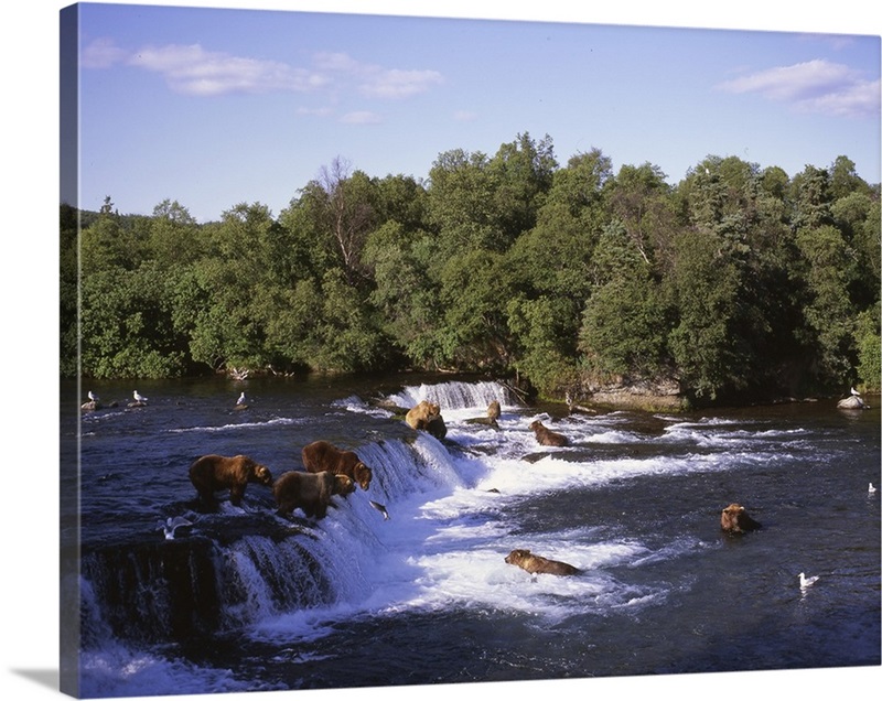 Alaska, Katmai National Park, Brooks Falls, Alaska brown bears feed on ...