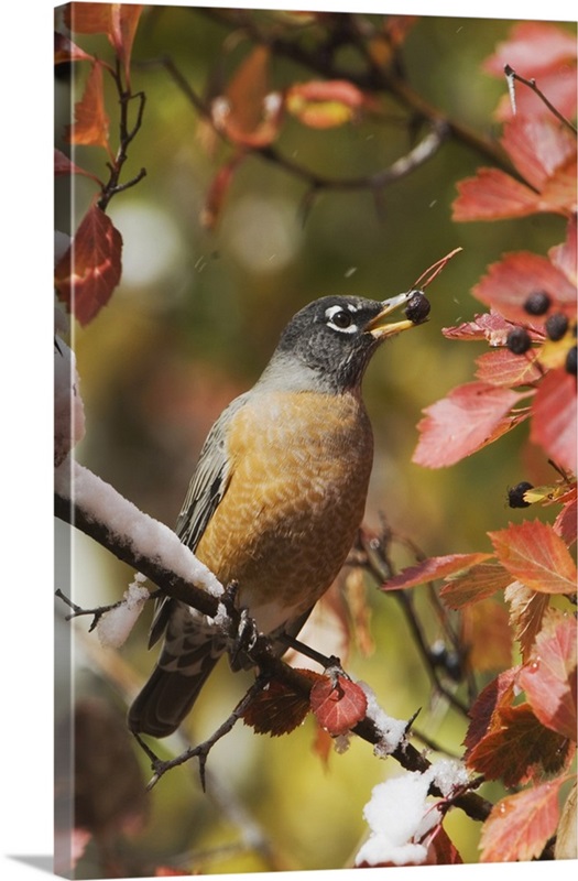 American Robin | Great Big Canvas