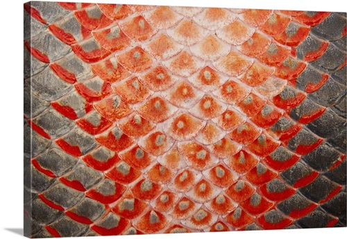 Arapaima Skin | Great Big Canvas