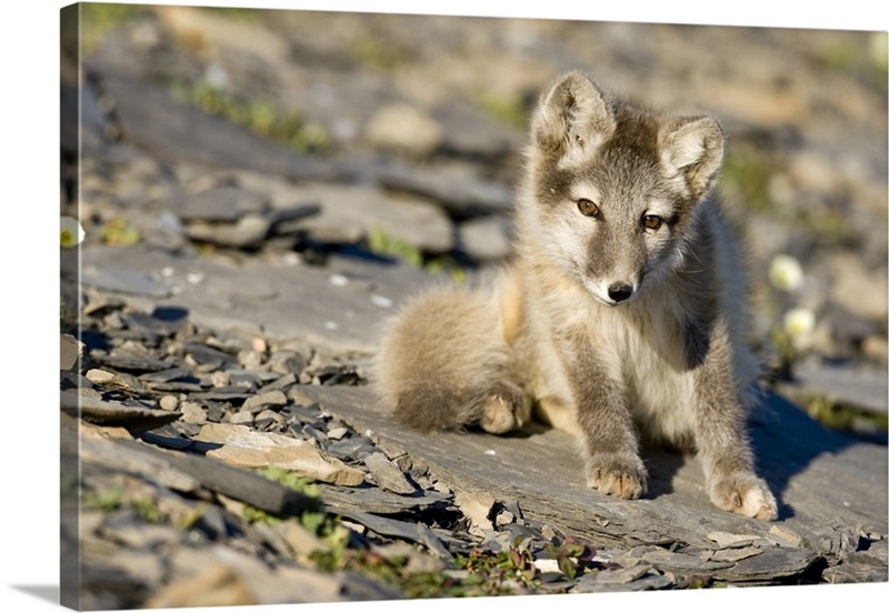 Arctic Fox, Svalbard, Norway | Great Big Canvas