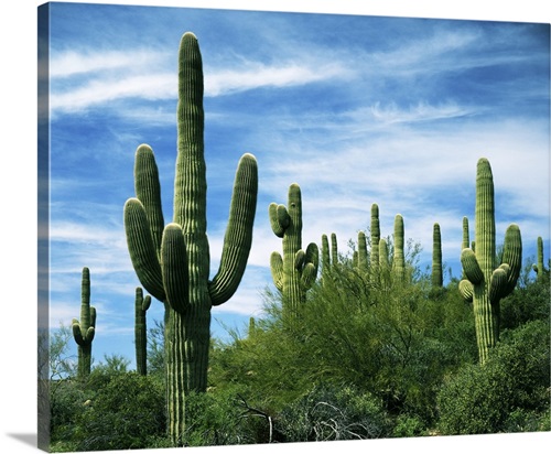 Arizona, Saguaro National Park, Saguaro cacti | Great Big Canvas